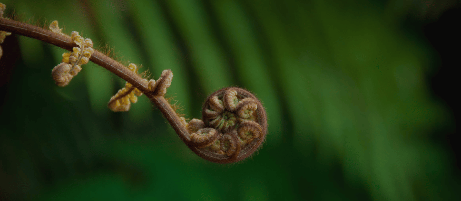 KoruGreen | Events & Travel Incentives | 212F AU & NZ