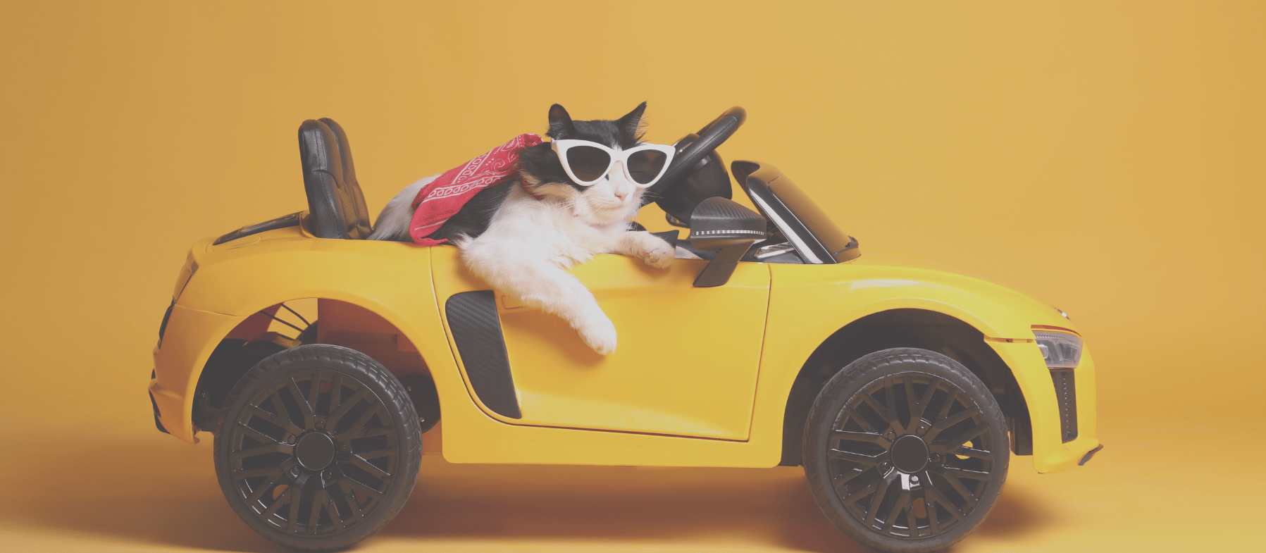 Strengthen Customer Relationships with Automotive Loyalty Programs I 212F
